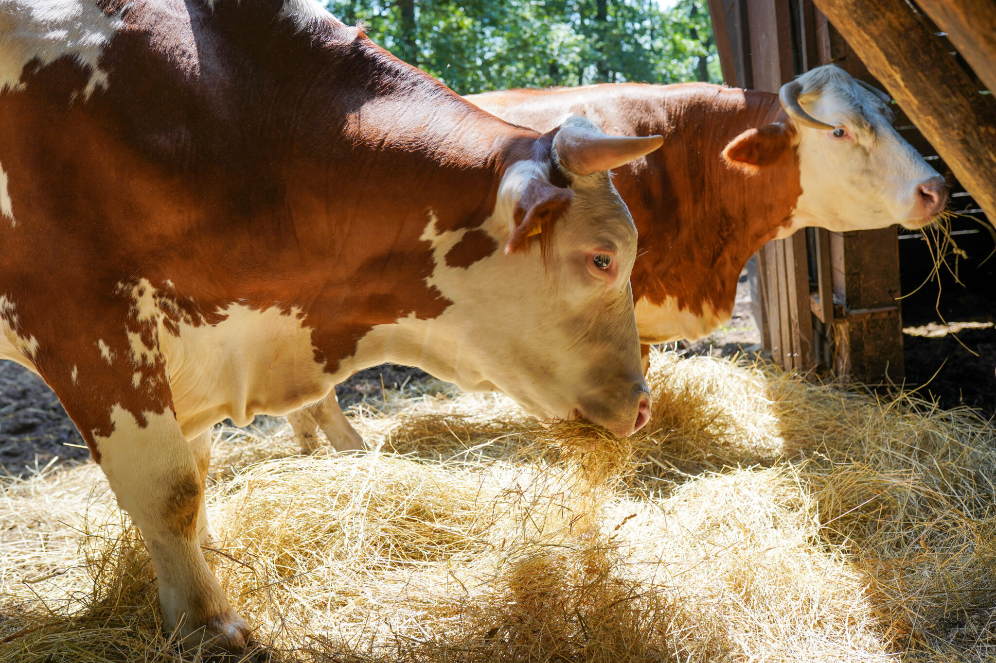 Febre Aftosa: causas, sintomas e tratamentos. - Central Veterinária
