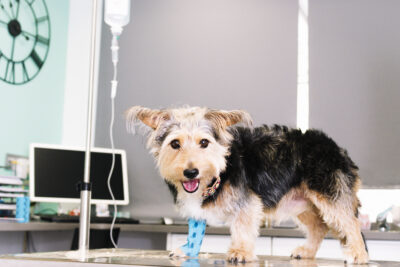 Soros: Guia completo com indicações, contraindicações e benefícios ...